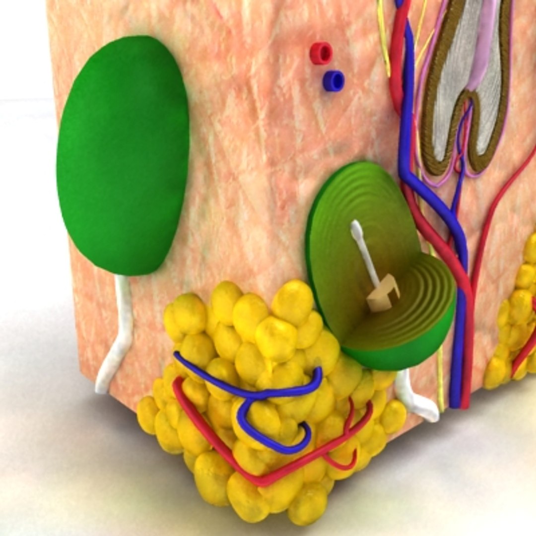 3d Model Skin Hair Anatomy