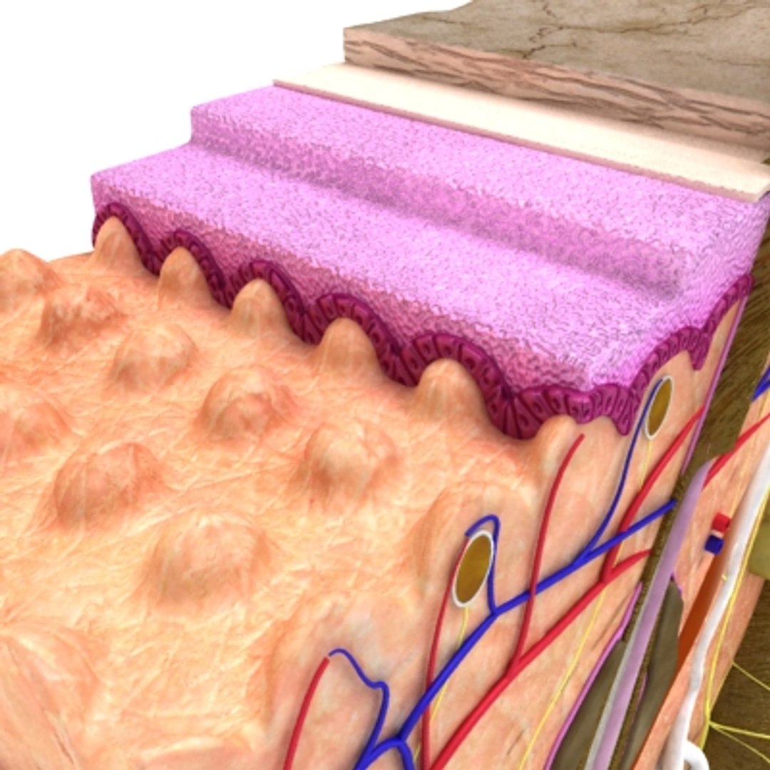 3d Model Skin Hair Anatomy