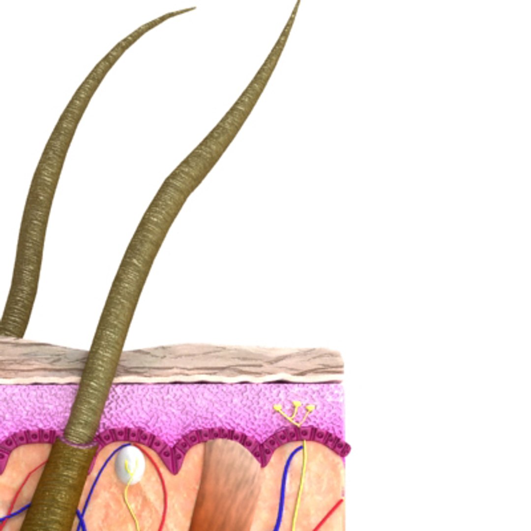 3d Model Skin Hair Anatomy