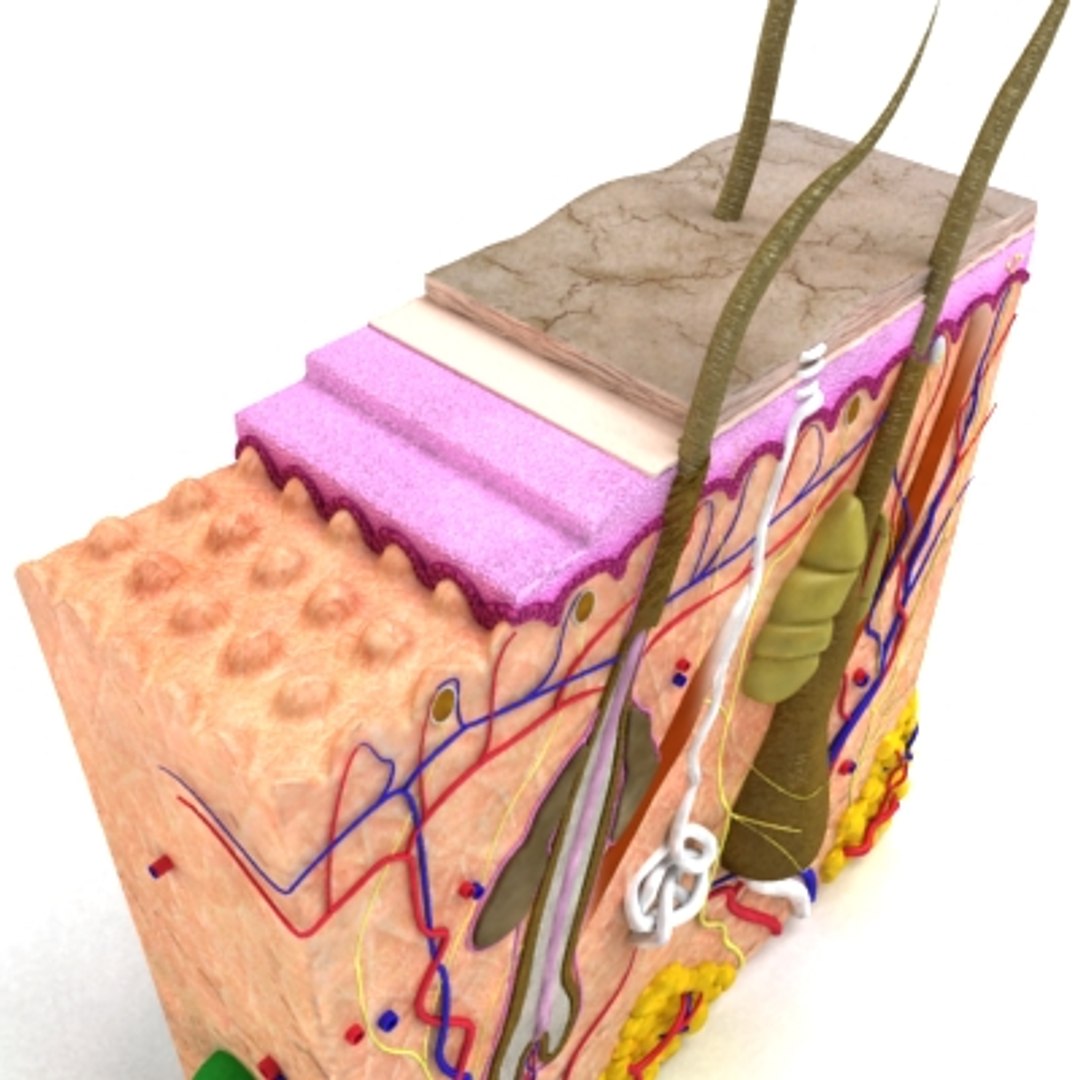 3d Model Skin Hair Anatomy