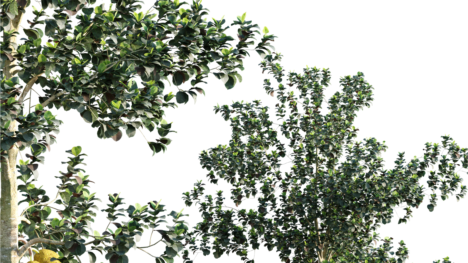 Artocarpus heterophyllus 3D model - TurboSquid 1795458