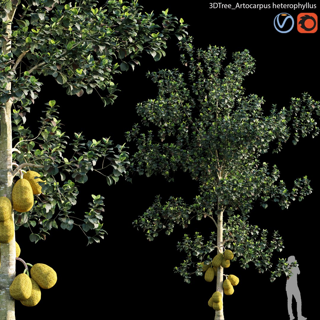 jackfruit tree sketchup