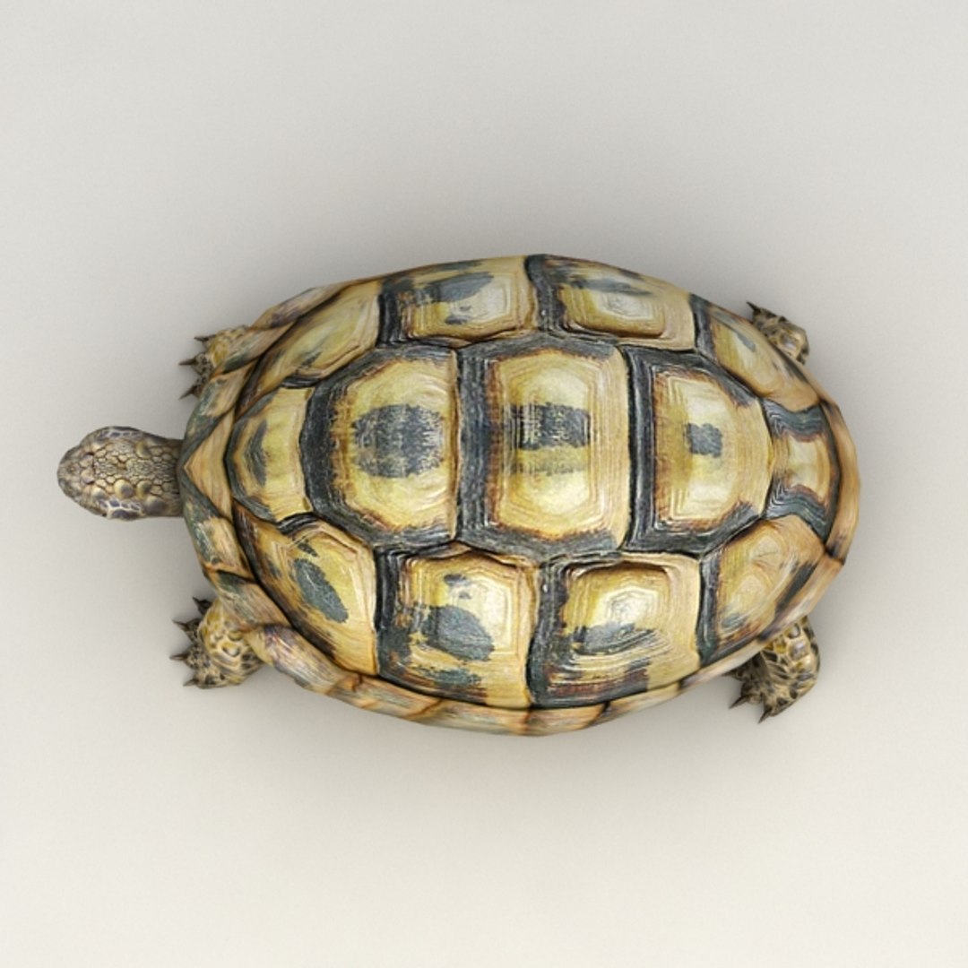 3d Turtle Rigged Biped