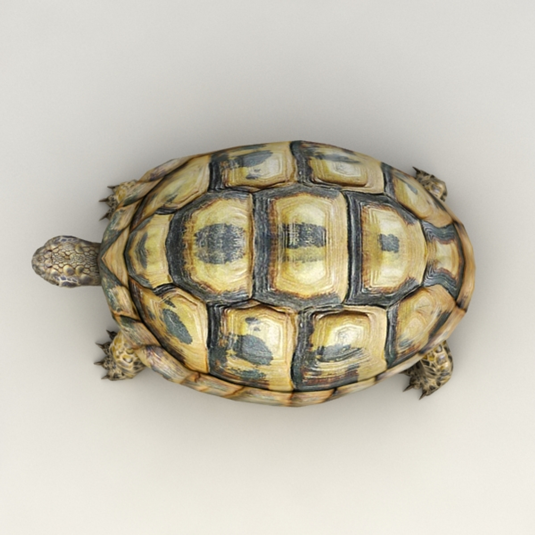 3d turtle rigged biped