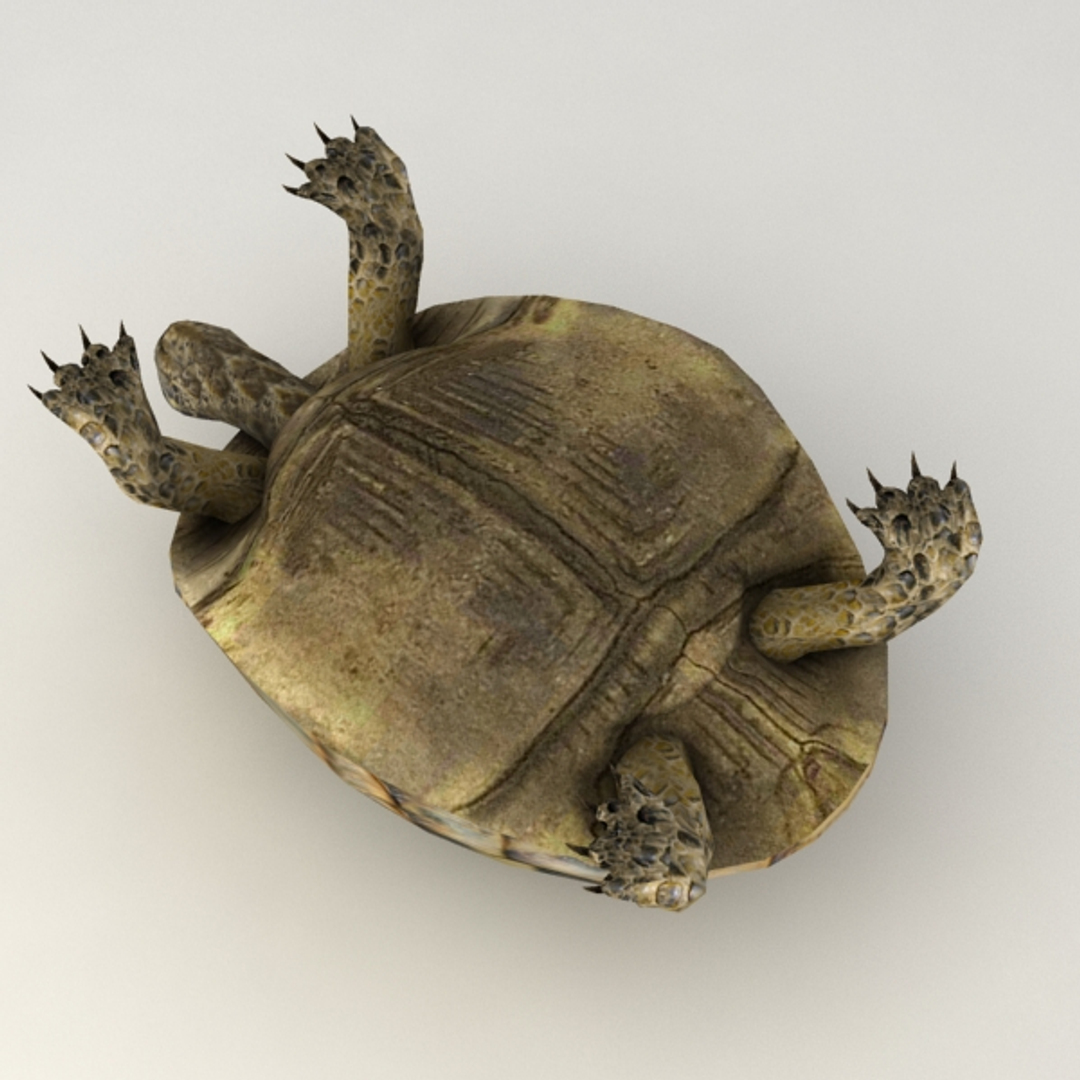 3d turtle rigged biped