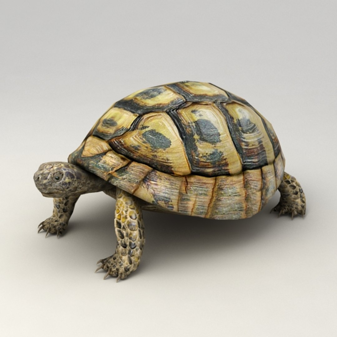 3d Turtle Rigged Biped