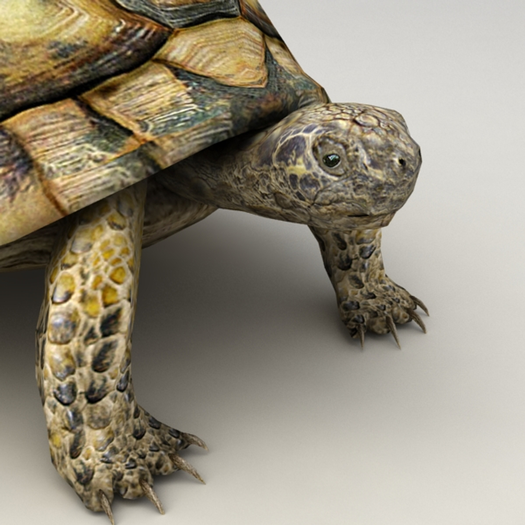 3d turtle rigged biped