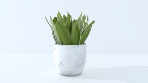 maya green vine plant