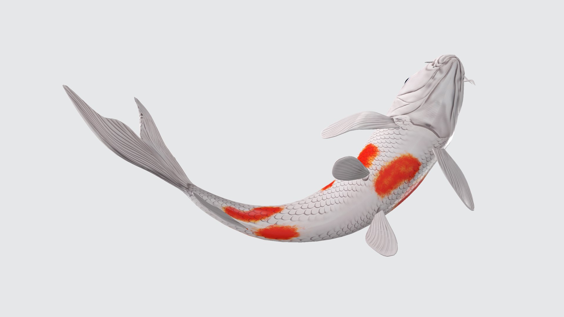 3D Koi Fish Model - TurboSquid 2300760