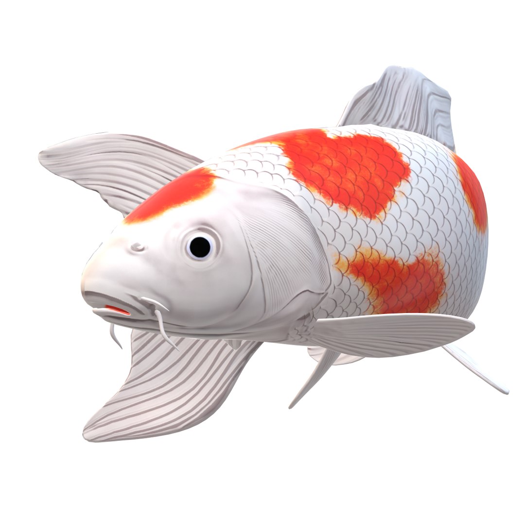 3D Koi Fish Model - TurboSquid 2300760
