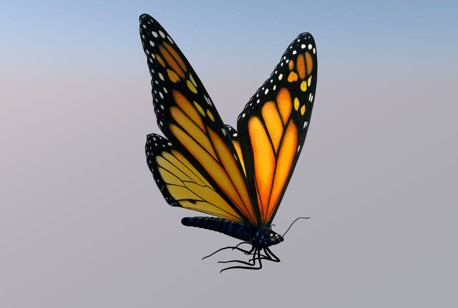 Monarch Butterfly Animation 3d Model