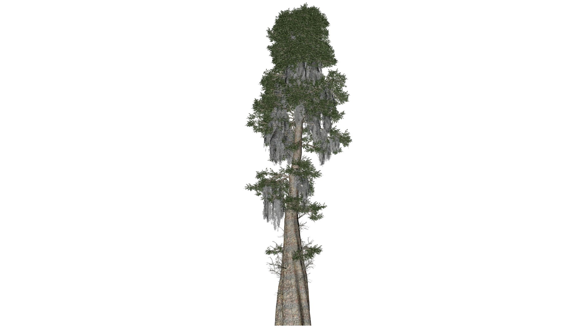Bald Cypress Tree Collection 3D Model - TurboSquid 2377948