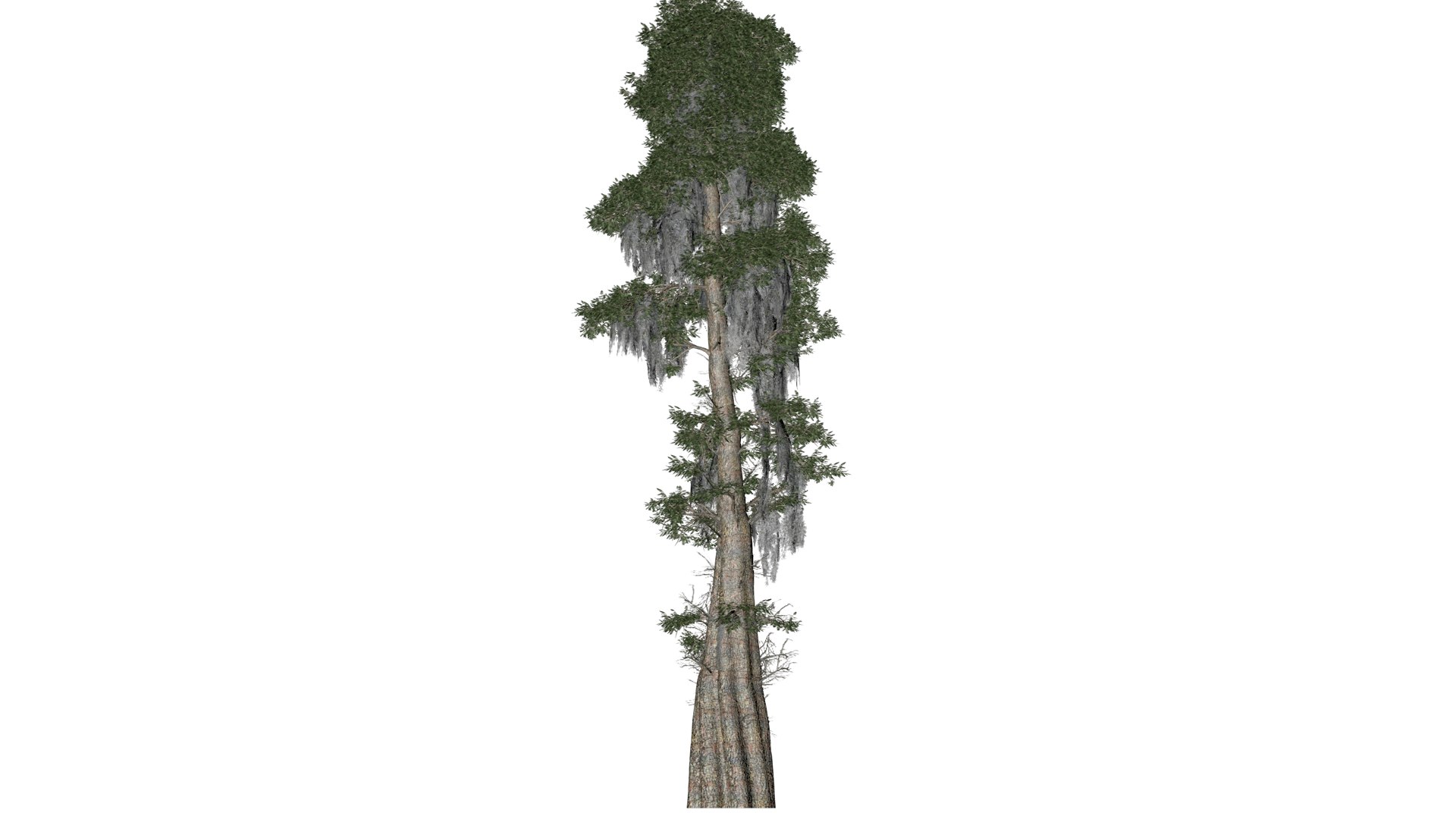 3D Bald Cypress Tree - 09 - Model - TurboSquid 2369933