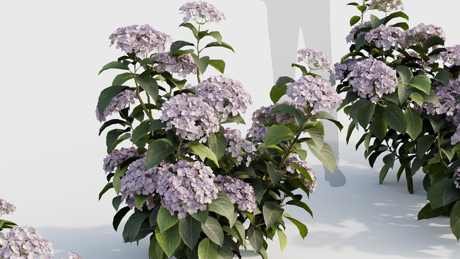 Hydrangea Macrophylla Big Leaf Hydrangea 02 3D Model 3D - TurboSquid 2173899