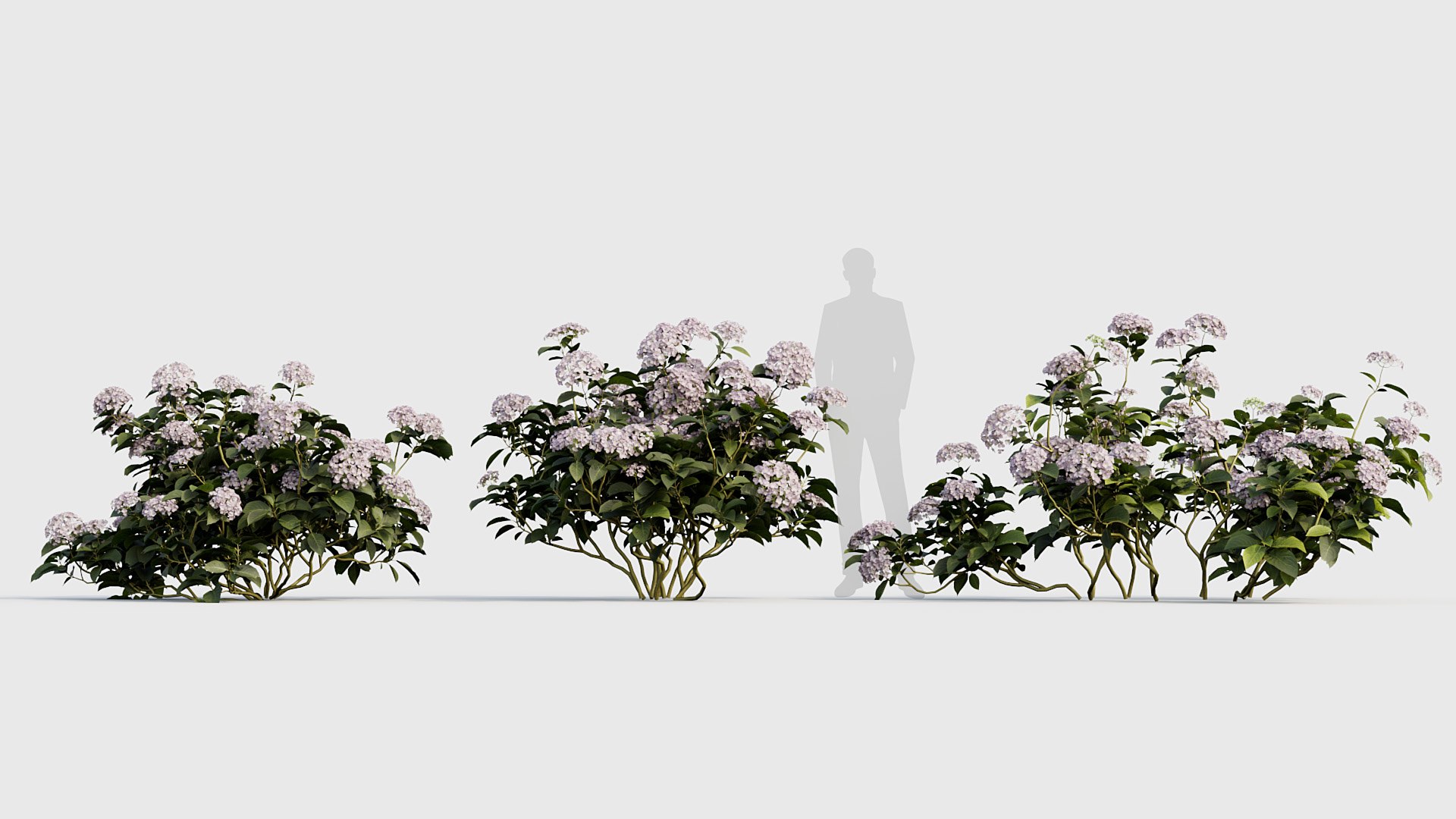 Hydrangea Macrophylla Big Leaf Hydrangea 02 3D Model 3D - TurboSquid 2173899