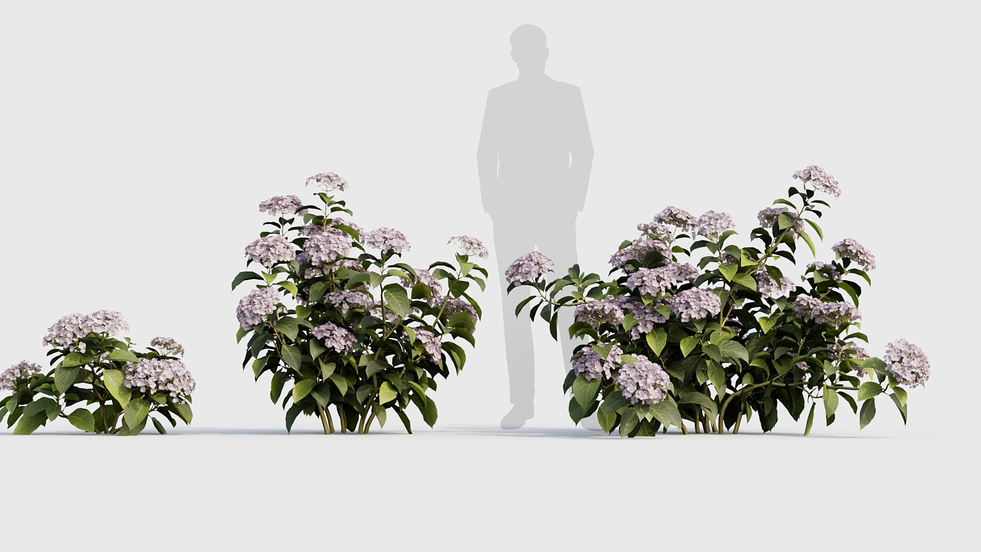 Hydrangea Macrophylla Big Leaf Hydrangea 02 3D Model 3D - TurboSquid 2173899