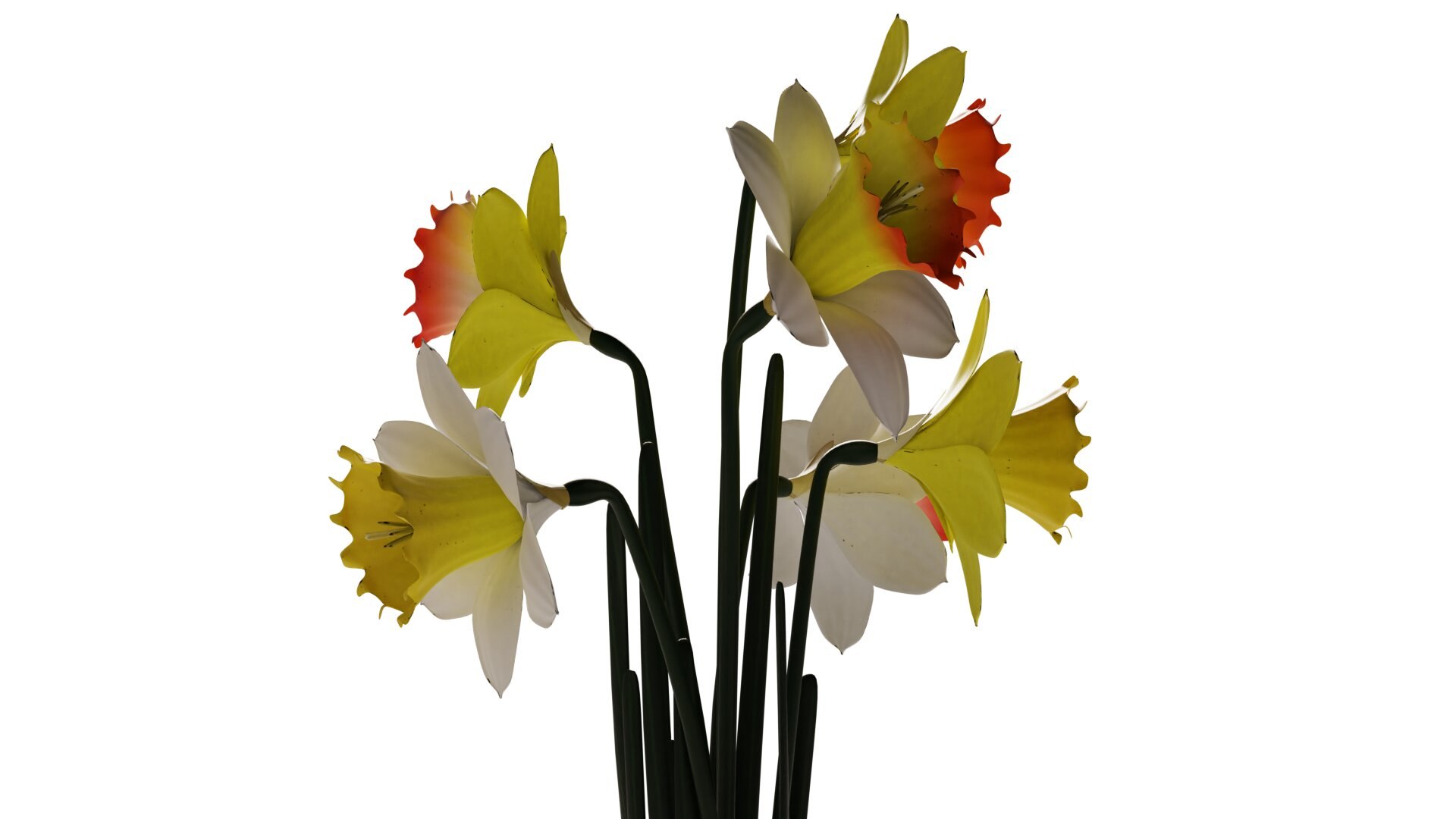 3D Bunch Daffodils - TurboSquid 1704262