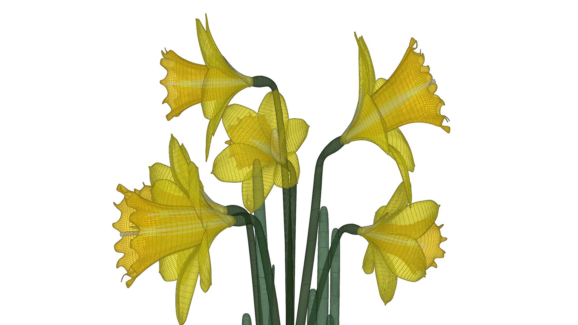 3D Bunch Daffodils - TurboSquid 1704262