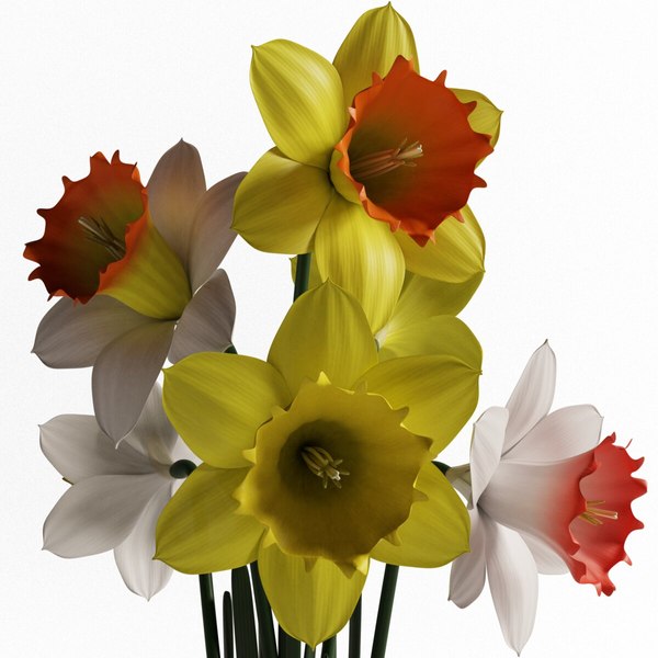 Daffodil 3D Models for Download | TurboSquid