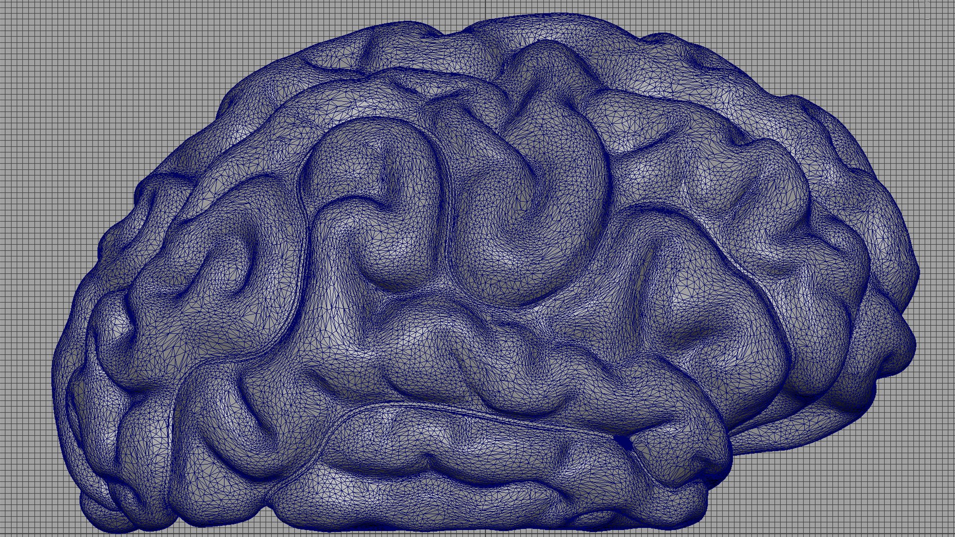 Brain 3D Model - TurboSquid 2215417