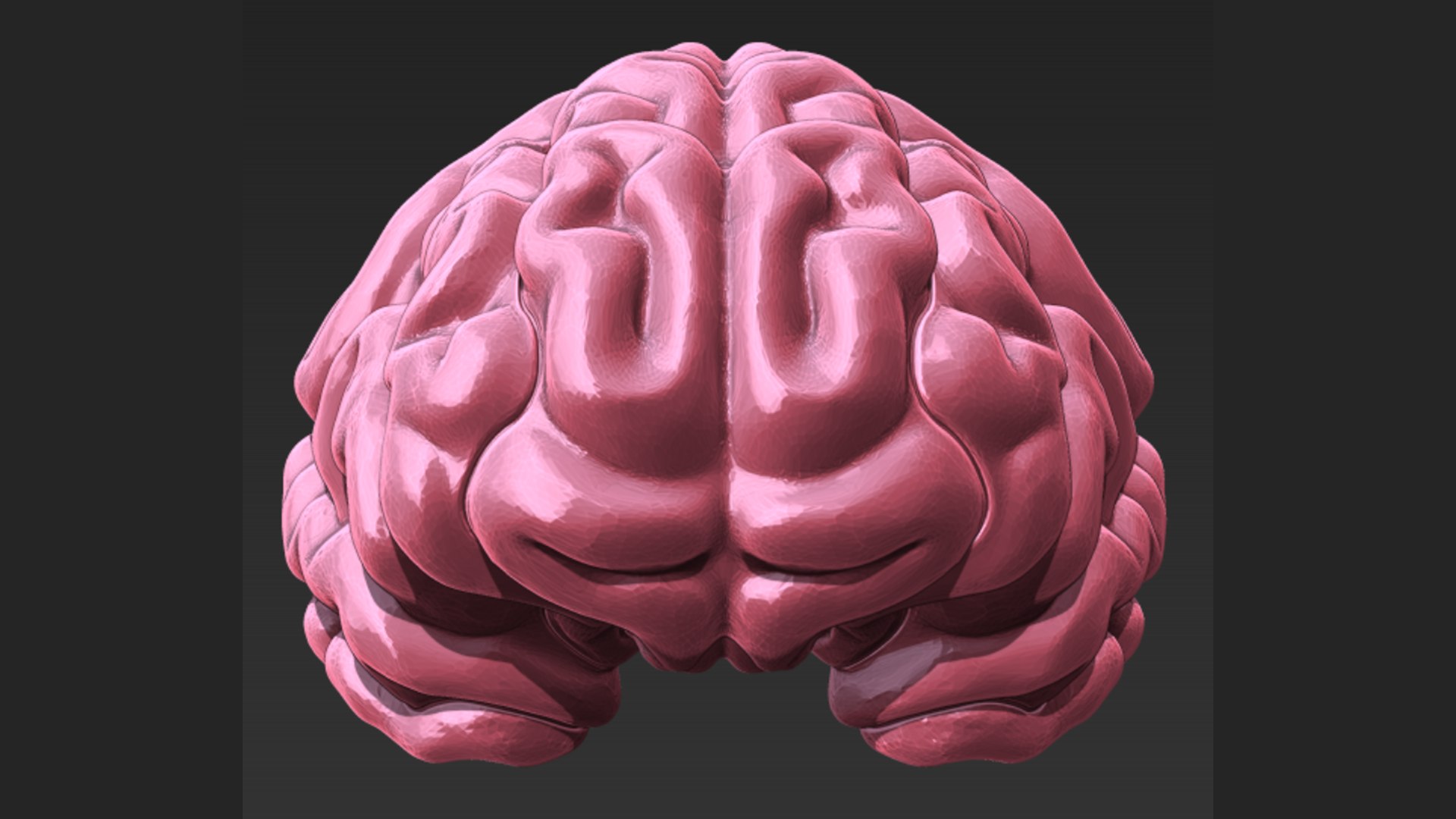 Brain 3D Model - TurboSquid 2215417