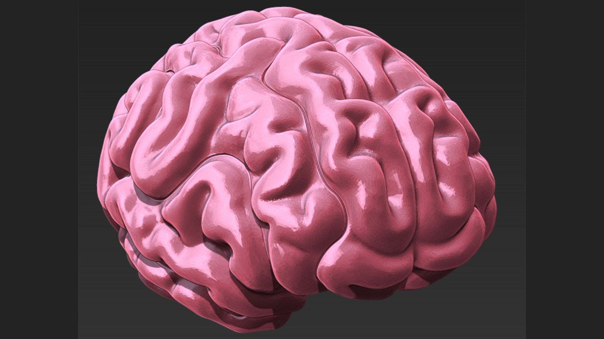 Brain 3D Model - TurboSquid 2215417