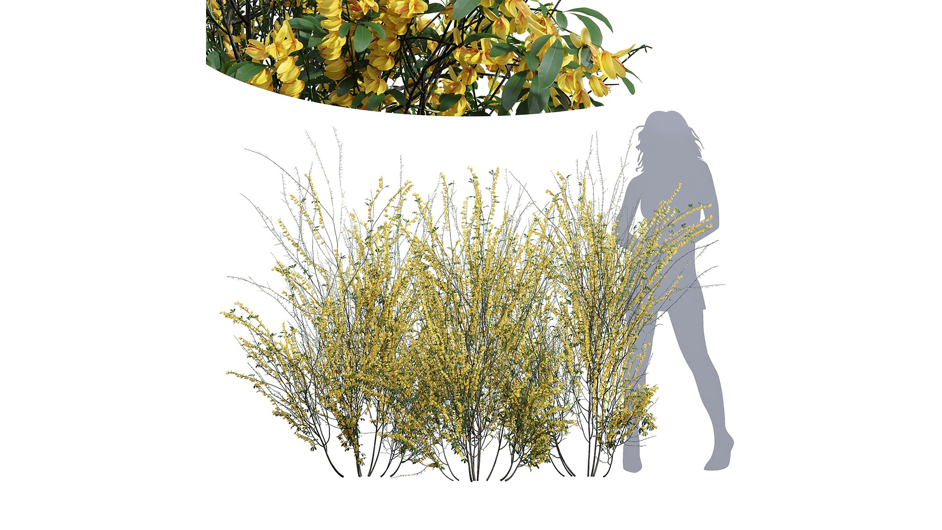 8Different SETS Of Bush Set Vol 46 3D - TurboSquid 2241337