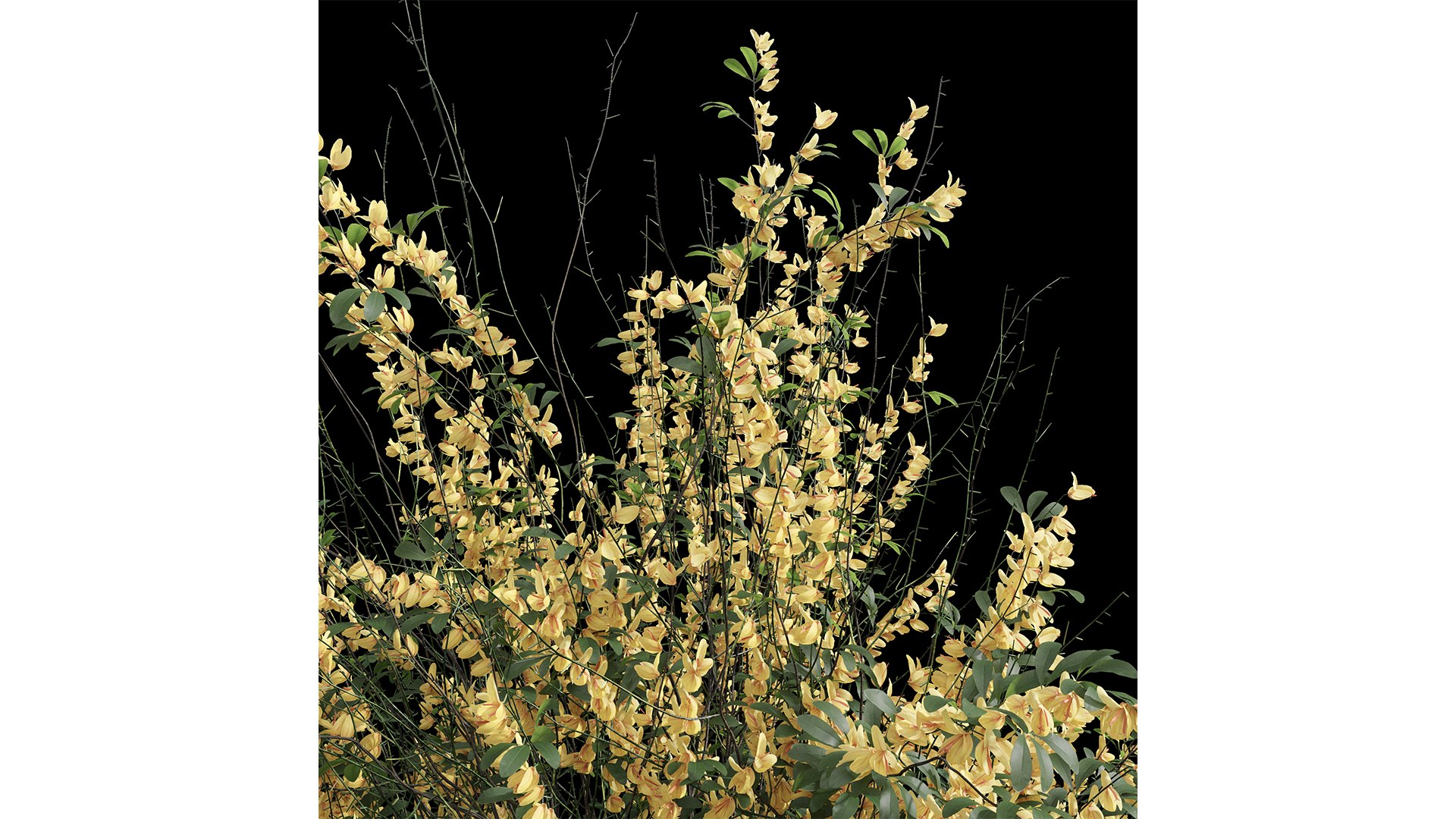 8Different SETS Of Bush Set Vol 46 3D - TurboSquid 2241337