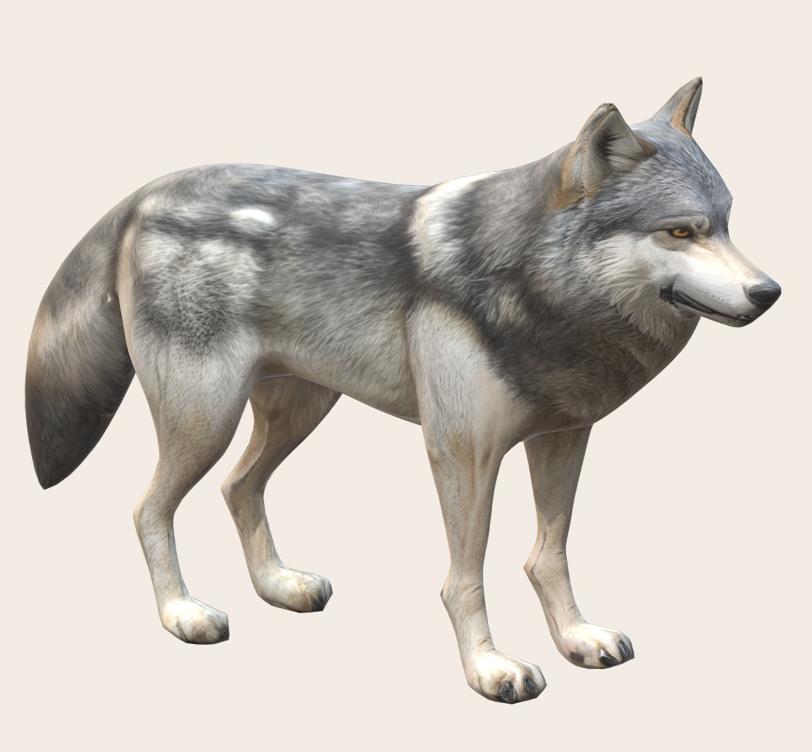 3D Wolf Model - TurboSquid 2219653