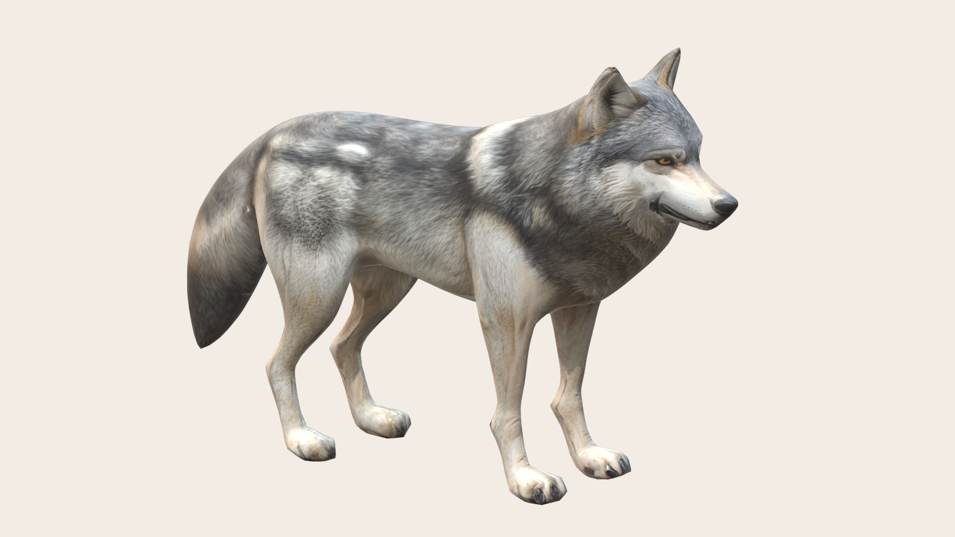 3D Wolf Model - TurboSquid 2219653
