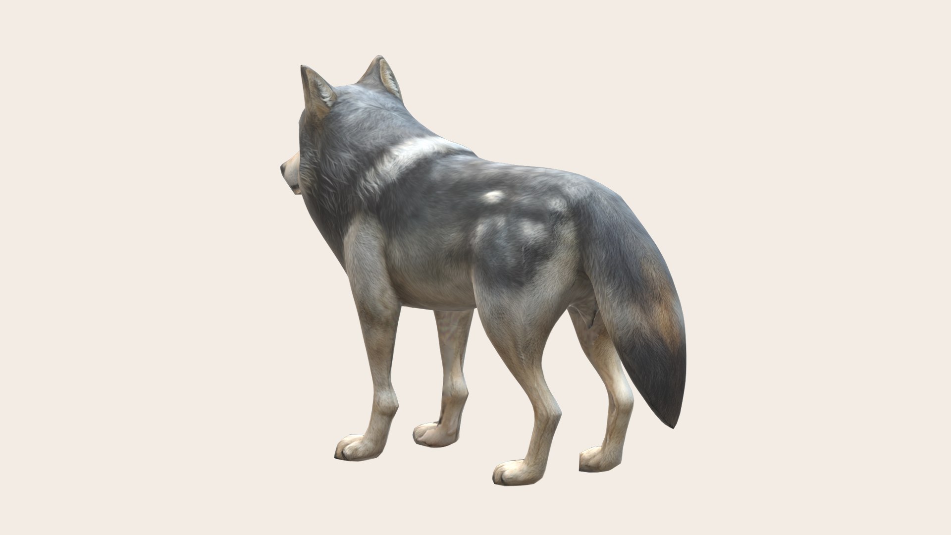 3D Wolf Model - TurboSquid 2219653