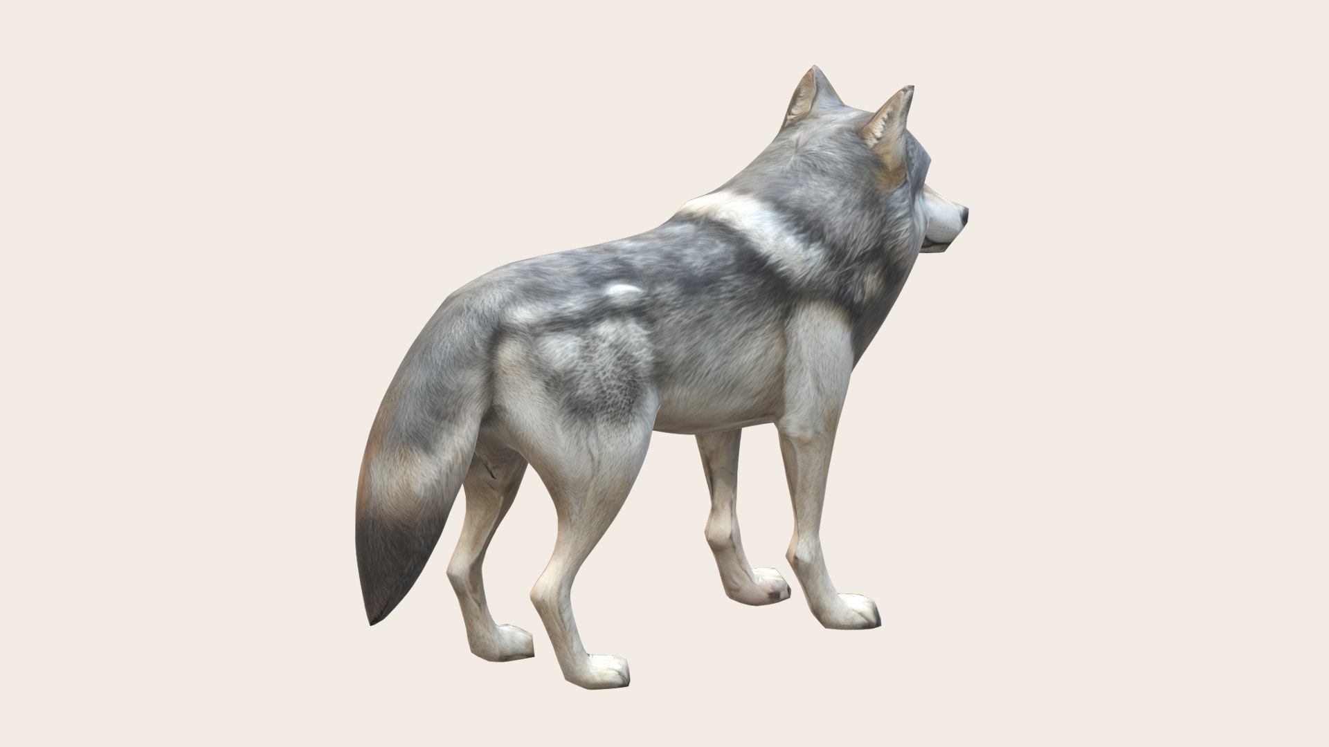3D Wolf Model - TurboSquid 2219653