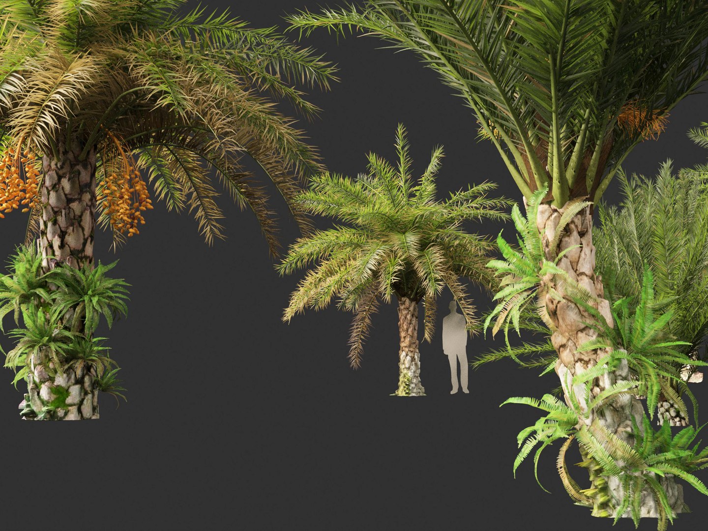 3D Phoenix Sylvestris - Wild Date Palm Model - TurboSquid 2132460