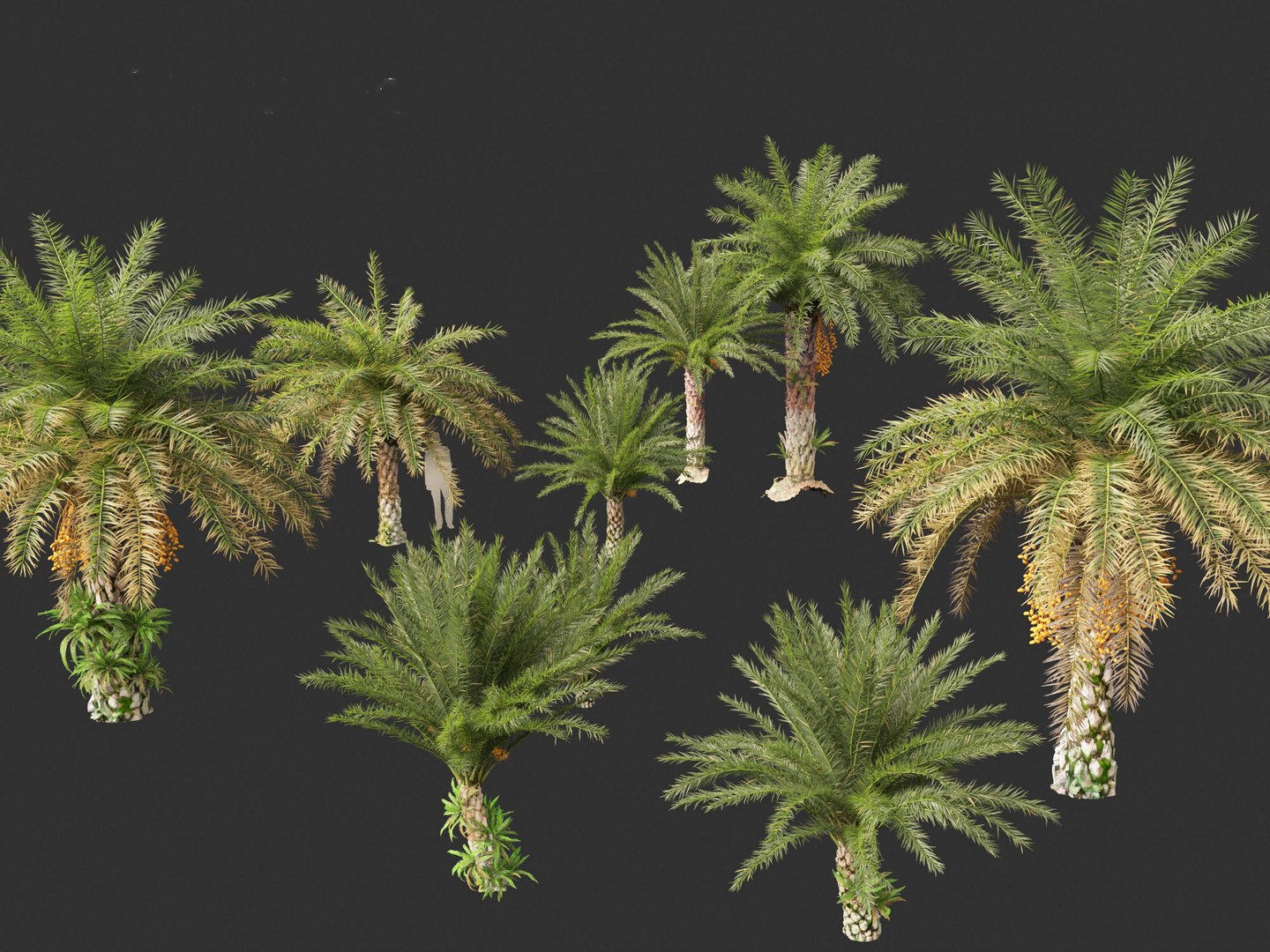 3D Phoenix Sylvestris - Wild Date Palm Model - TurboSquid 2132460