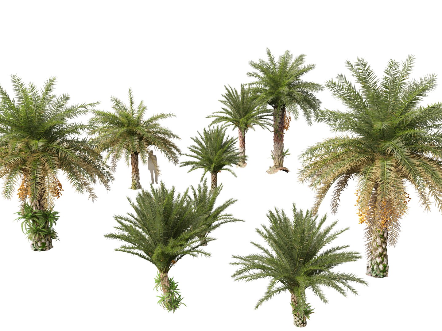 3D Phoenix Sylvestris - Wild Date Palm Model - TurboSquid 2132460