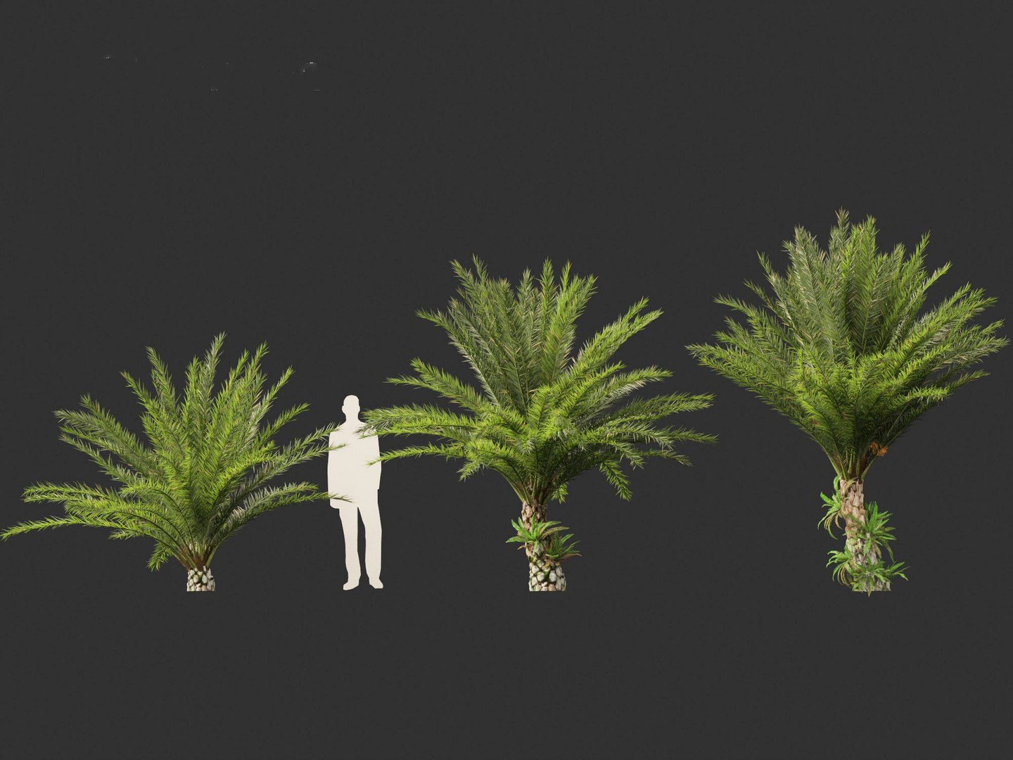 3D Phoenix Sylvestris - Wild Date Palm Model - TurboSquid 2132460