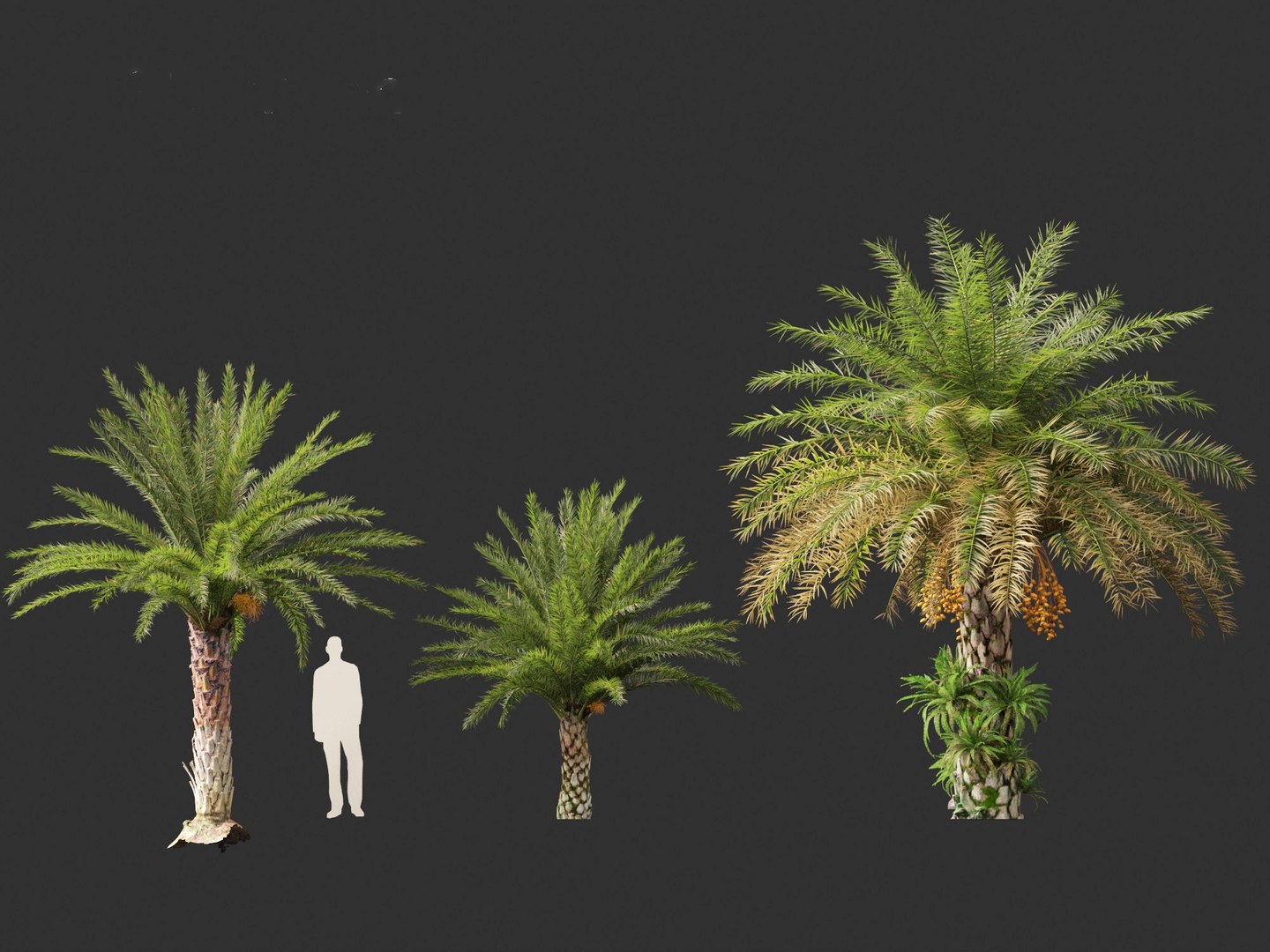 3D Phoenix Sylvestris - Wild Date Palm Model - TurboSquid 2132460