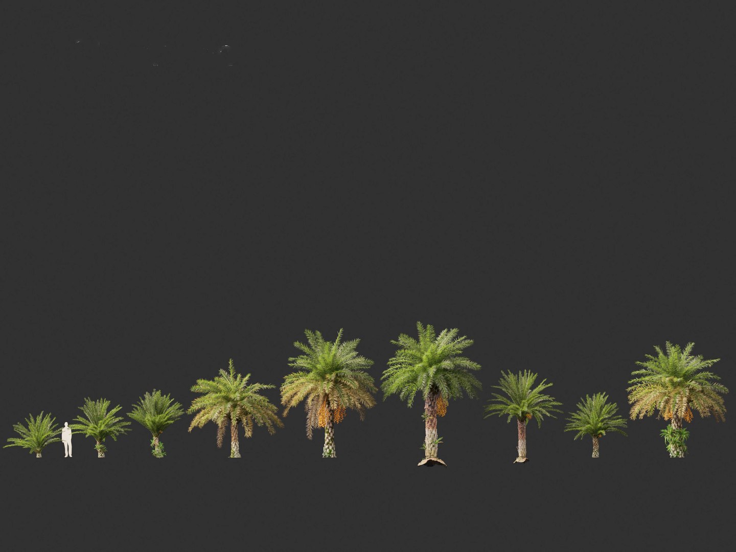 3D Phoenix Sylvestris - Wild Date Palm Model - TurboSquid 2132460