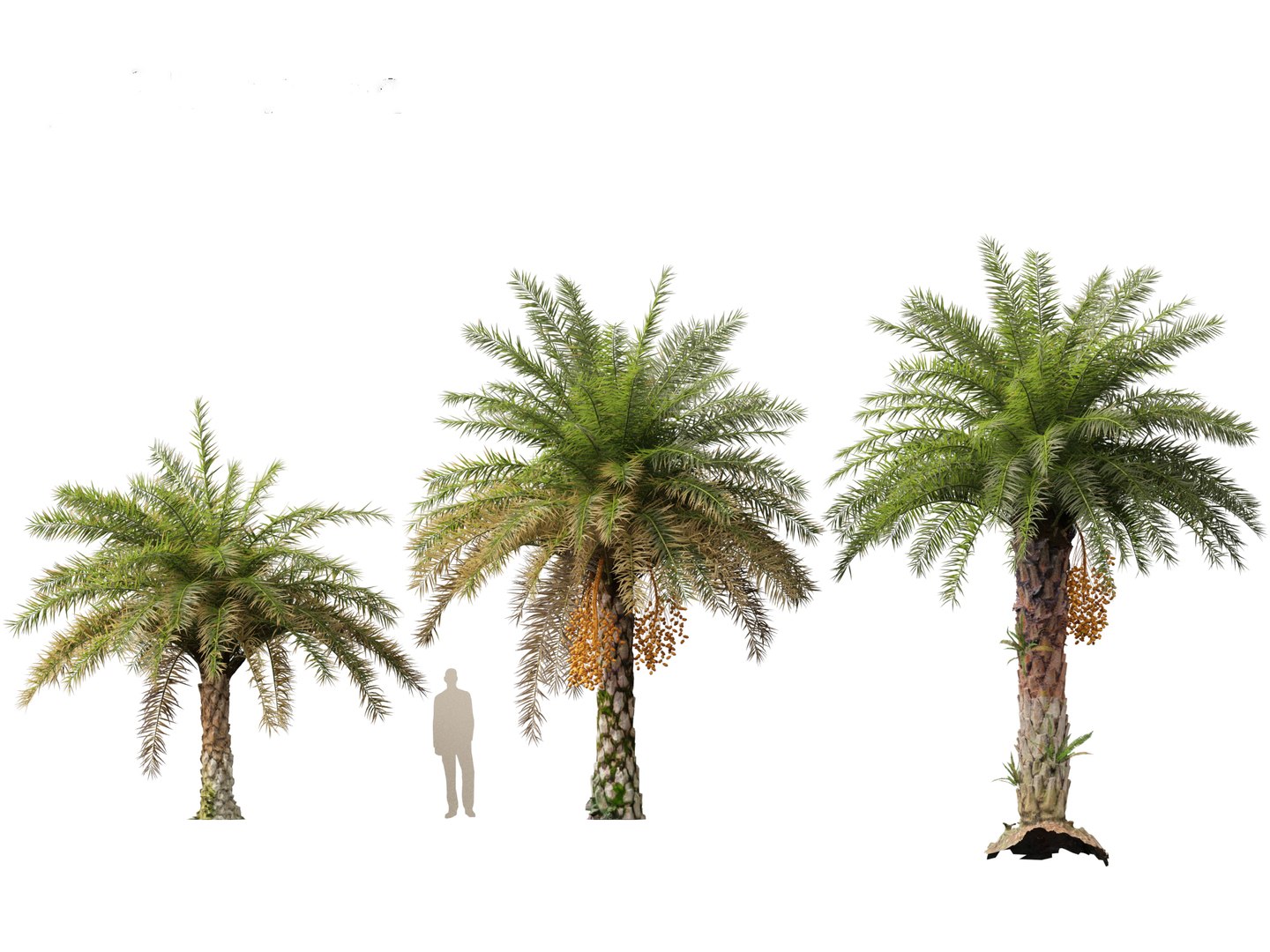 3D Phoenix Sylvestris - Wild Date Palm Model - TurboSquid 2132460