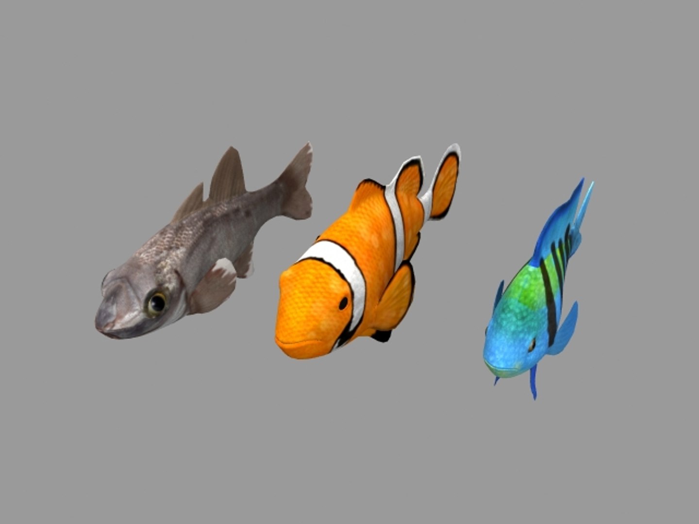 3D Animations Fish Model - TurboSquid 1391667