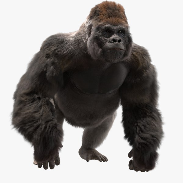 Gorilla 3D Models for Download | TurboSquid