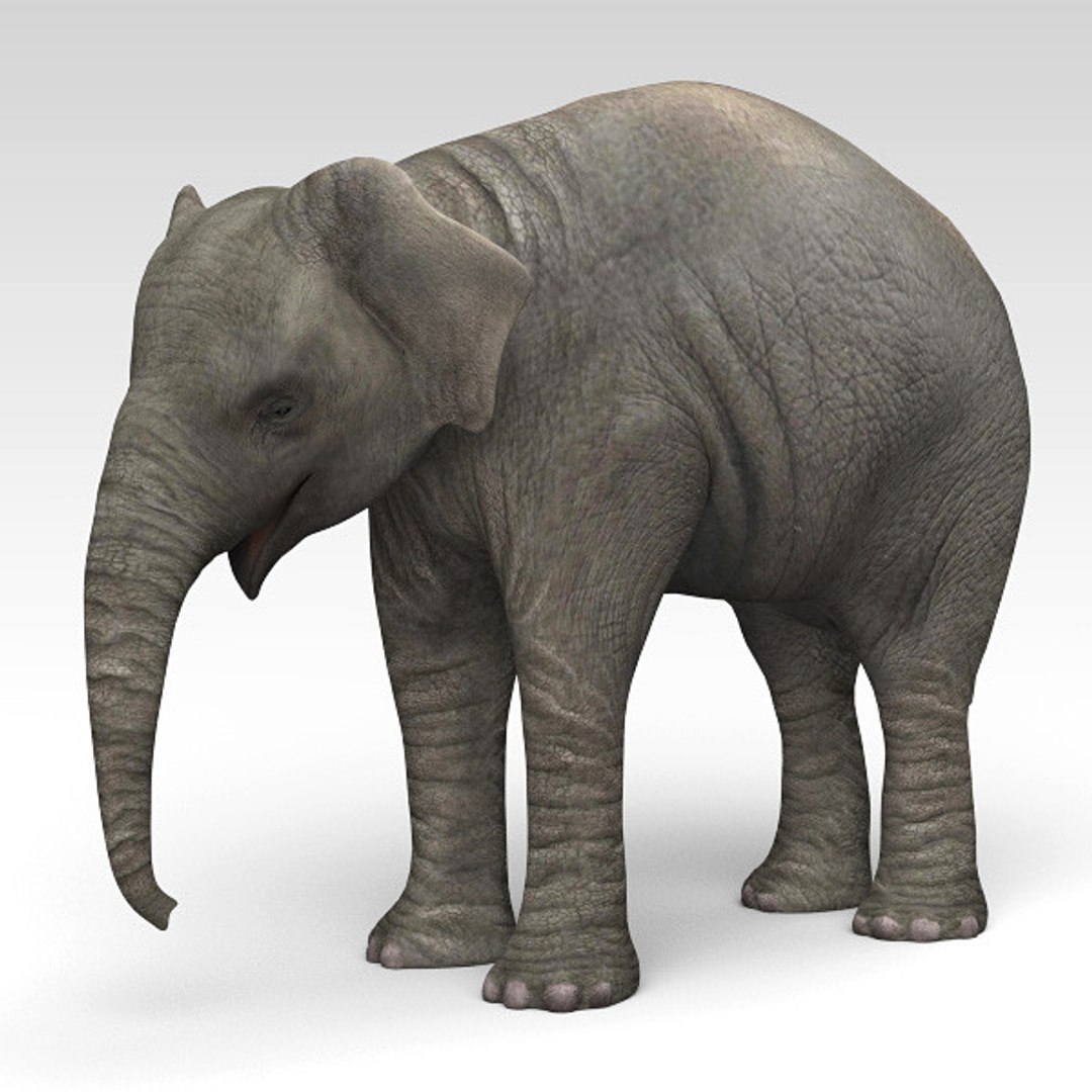 Elephant 3d Model