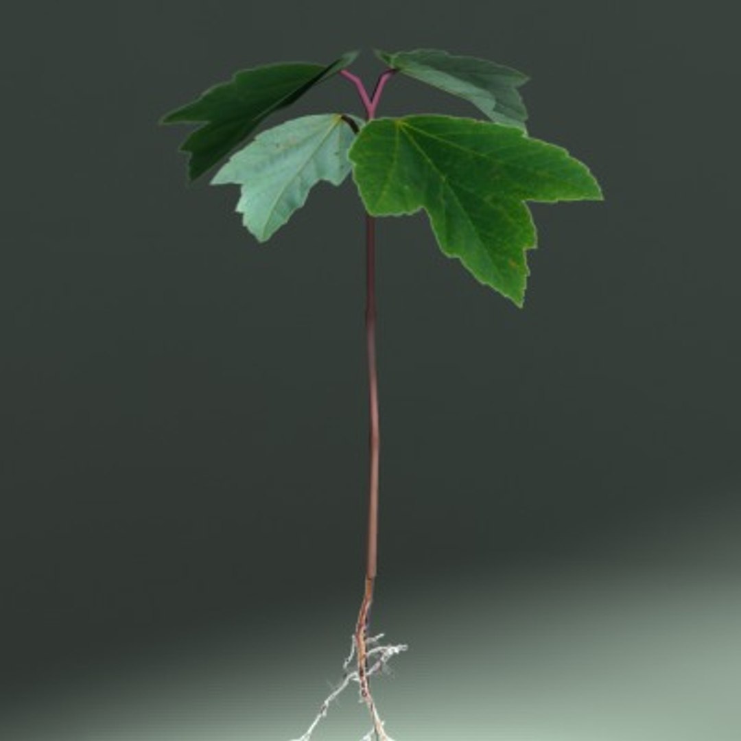 3d Sapling Plant Leaf Model