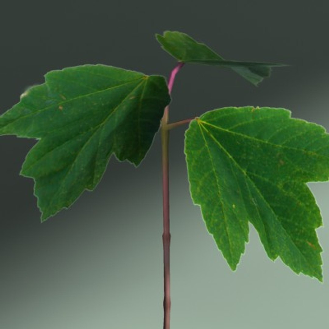 3d Sapling Plant Leaf Model