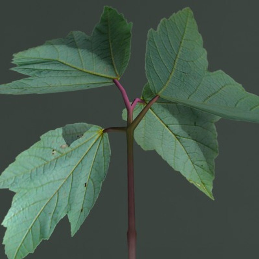 3d Sapling Plant Leaf Model