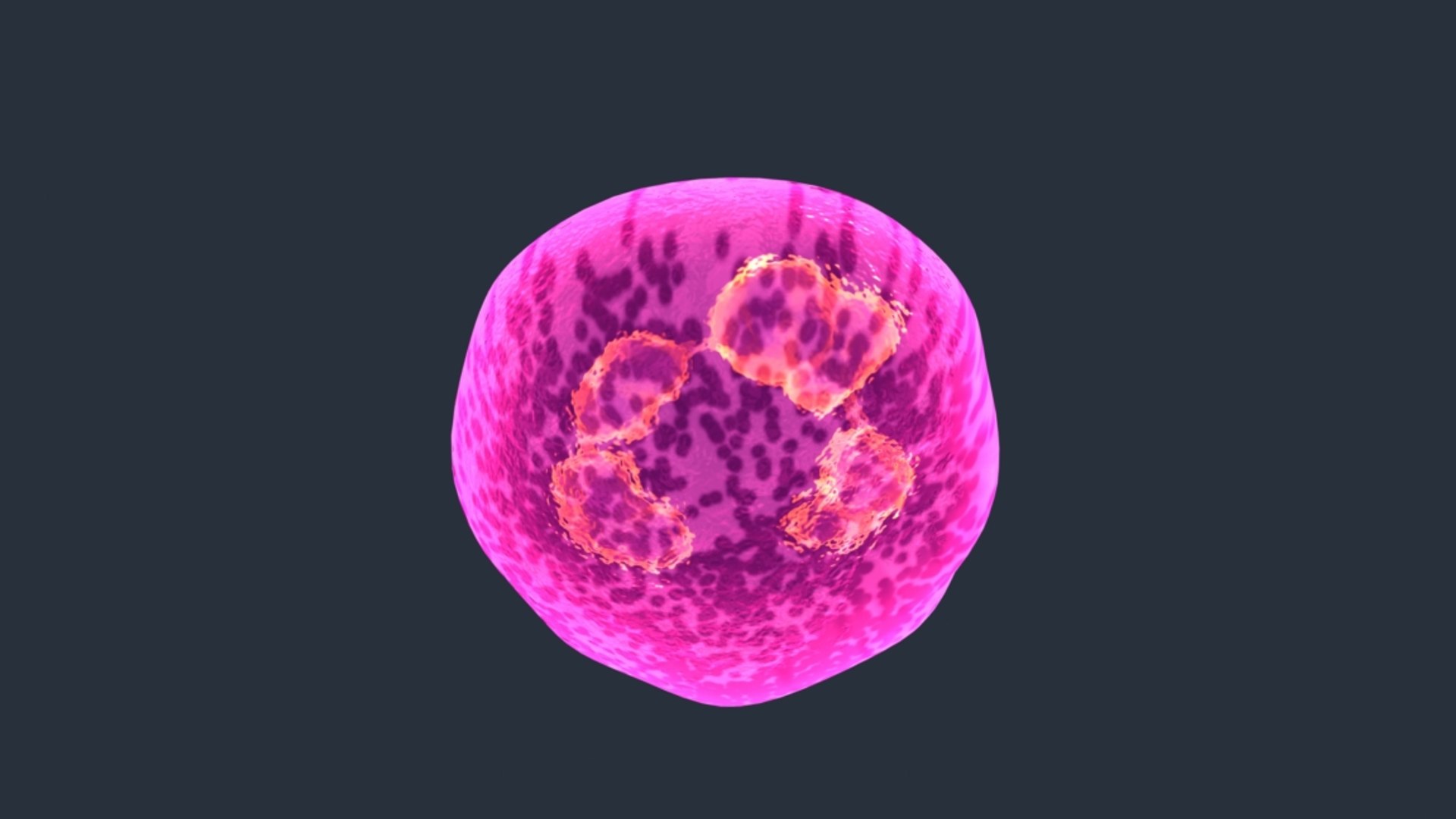 Neutrophils 3D Model - TurboSquid 1264396