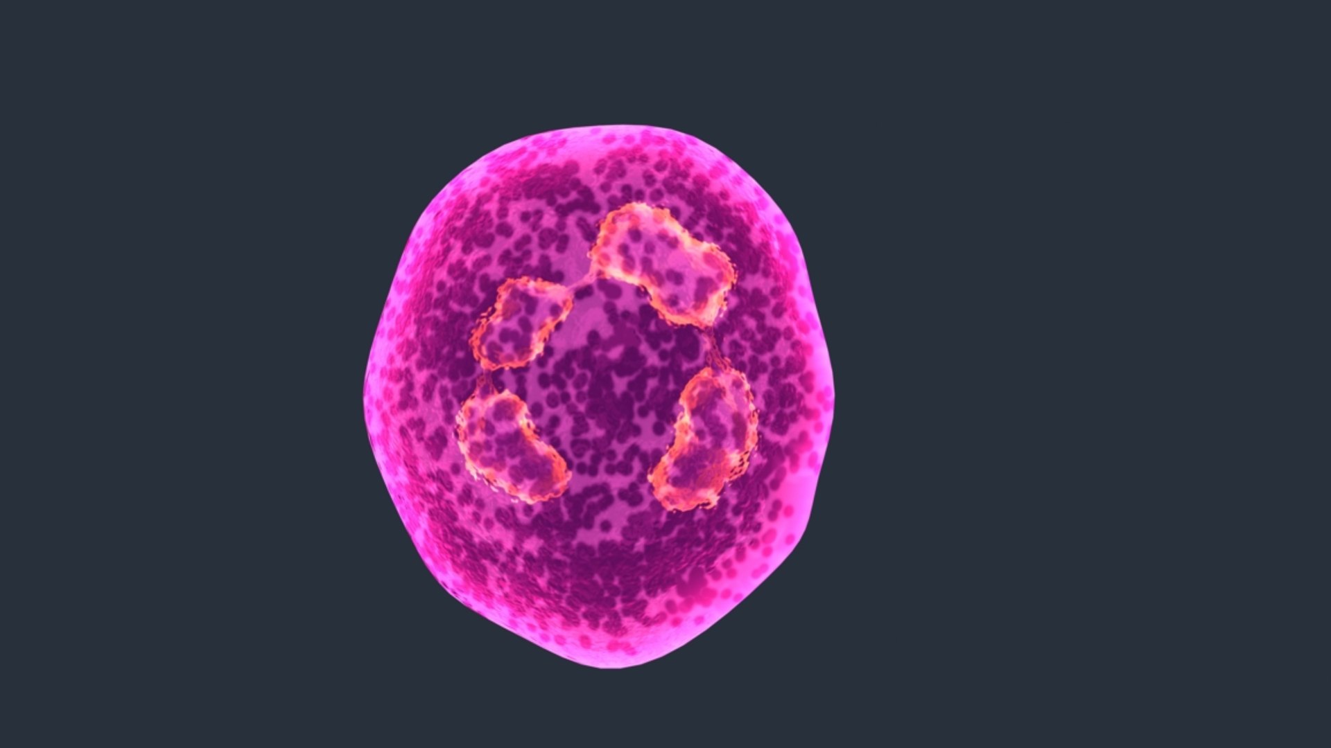 Neutrophils 3D Model - TurboSquid 1264396