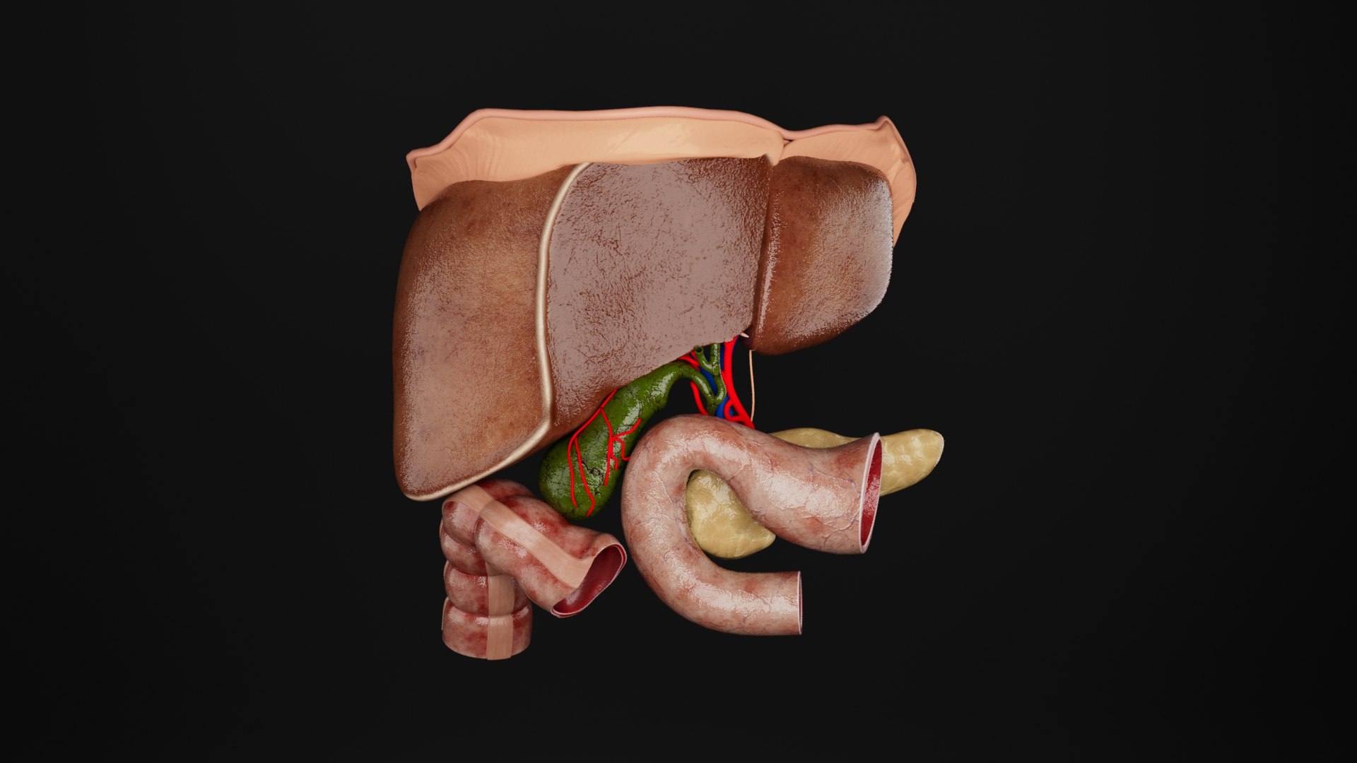 Gall Bladder Liver And Parts 3D - TurboSquid 2435629