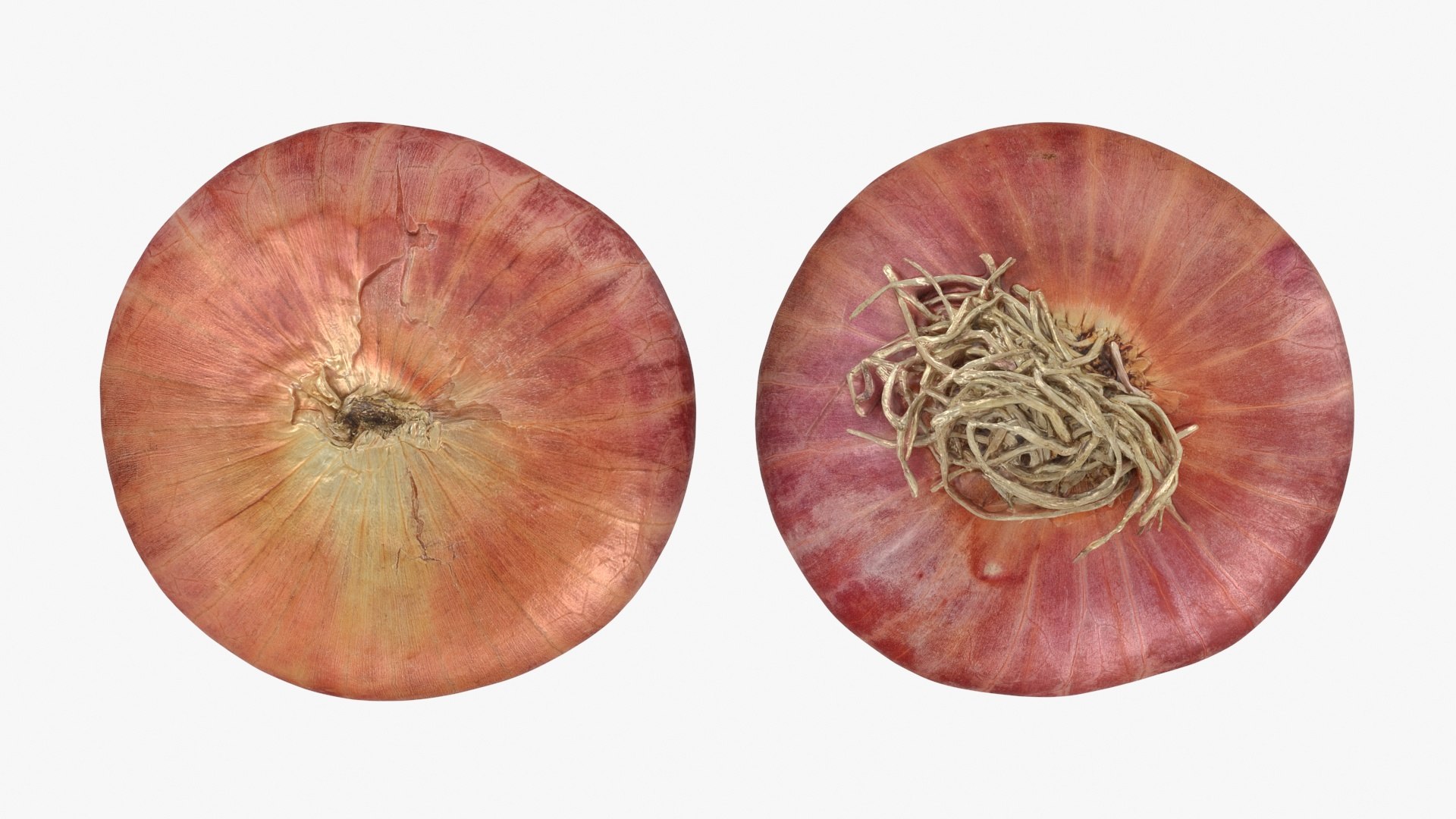 3D Model Shallot Collection - TurboSquid 2210905