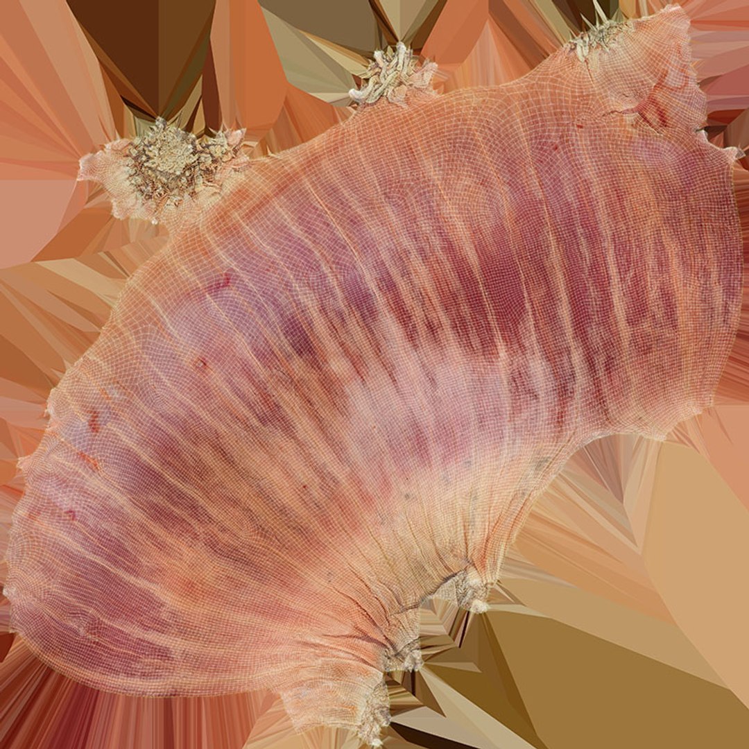 3D Model Shallot Collection - TurboSquid 2210905